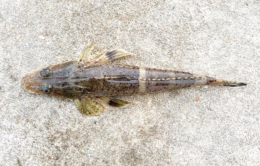 【魚図鑑】マゴチとはどんな魚？習性や名前の由来などをご紹介！ | 釣り場検索サイト FISH ON!